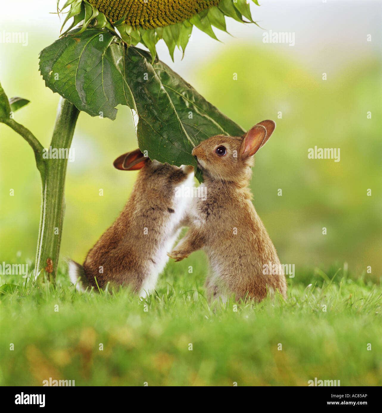 two young pygmy rabbits - under sunflower leaf Stock Photo - Alamy