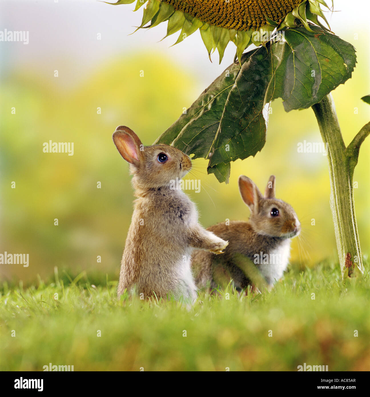 two young pygmy rabbits - under sunflower leaf Stock Photo - Alamy