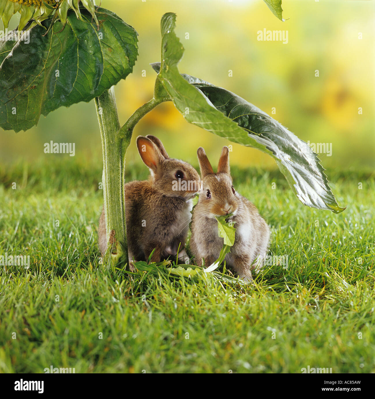 two young pygmy rabbits - under sunflower leaf Stock Photo - Alamy