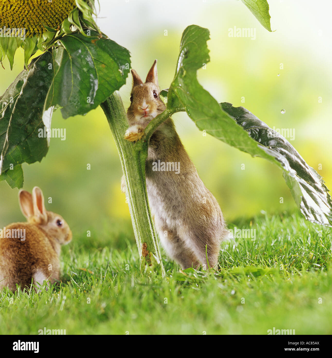 two young pygmy rabbits - at sunflower leaf Stock Photo - Alamy