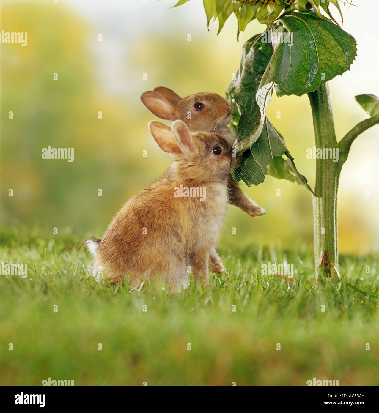 two young pygmy rabbits - at sunflower leaf Stock Photo - Alamy