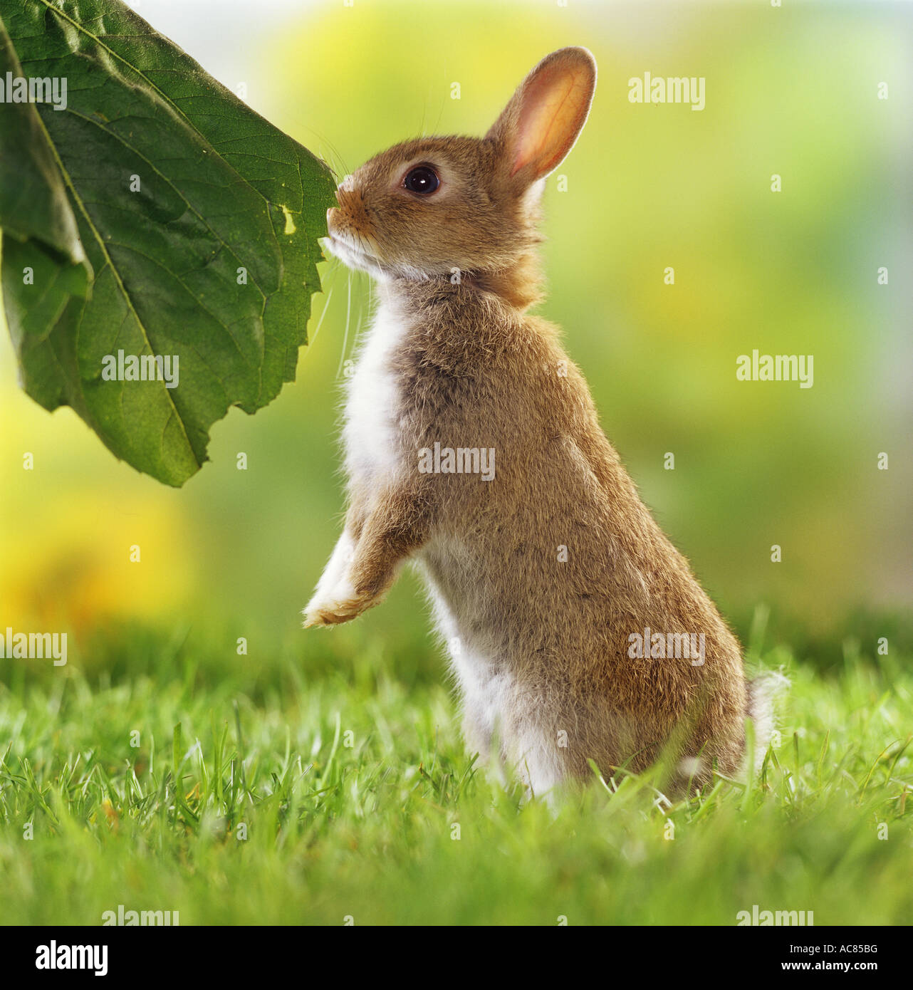 young pygmy rabbit - at sunflower leaf Stock Photo - Alamy