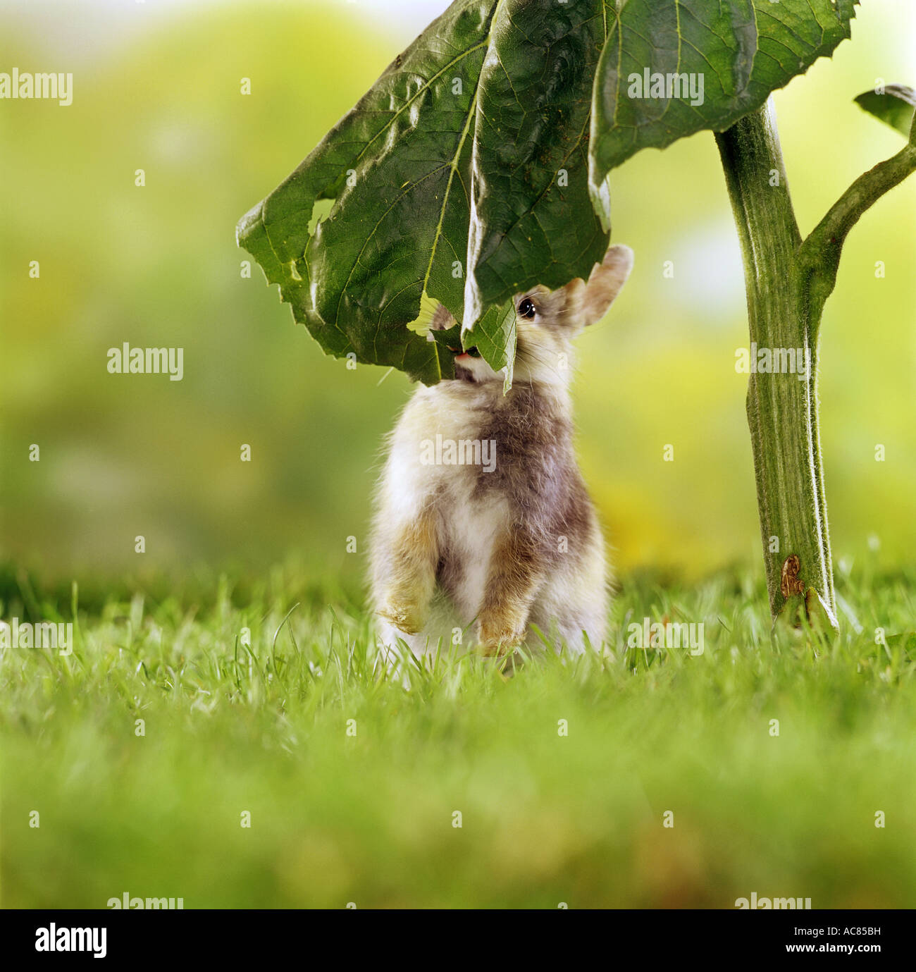young pygmy rabbit - at sunflower leaf Stock Photo - Alamy