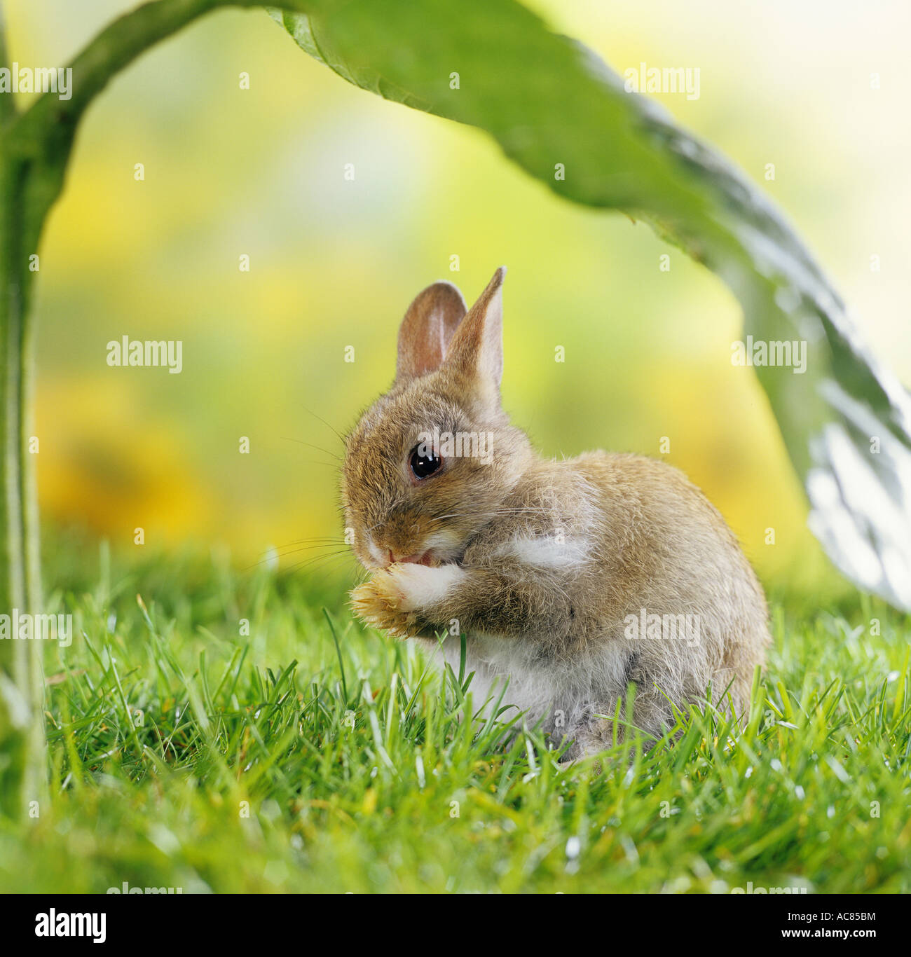 Dwarf rabbit sunflower hi-res stock photography and images - Alamy