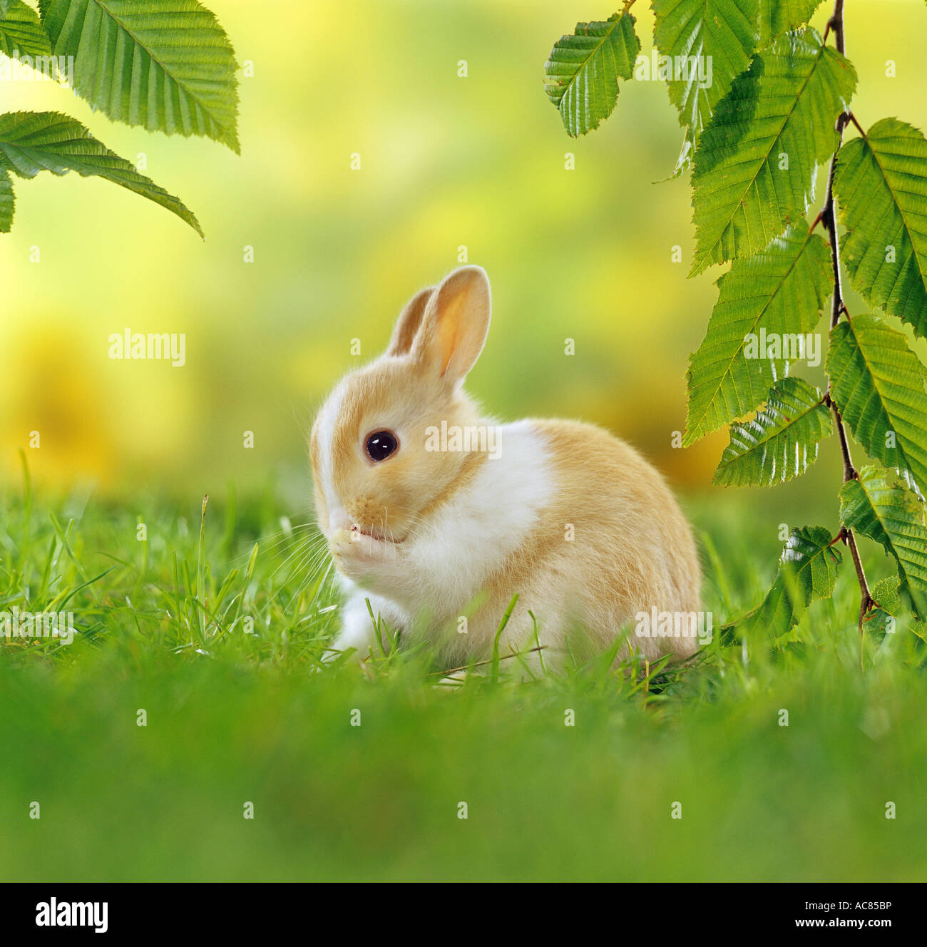 pygmy rabbit - preening itself Stock Photo - Alamy