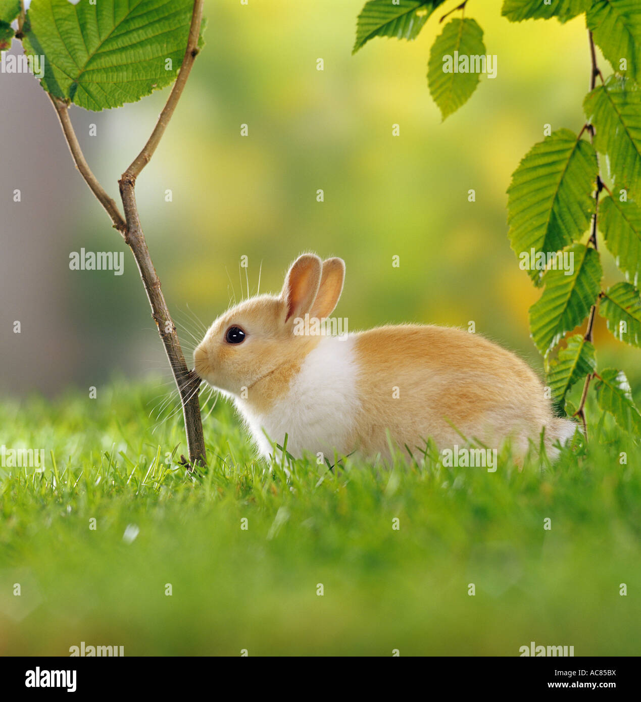 Sniffling hi-res stock photography and images - Alamy