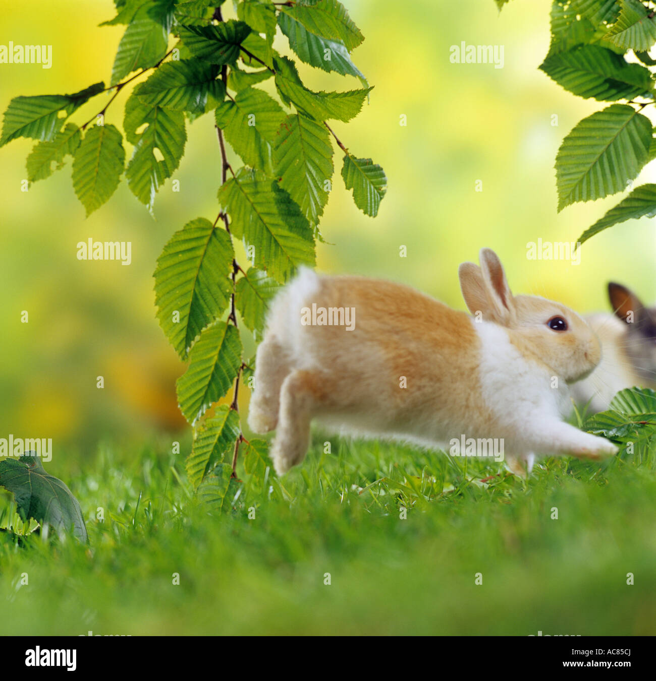 pygmy rabbit - jumping under beech leaves Stock Photo - Alamy