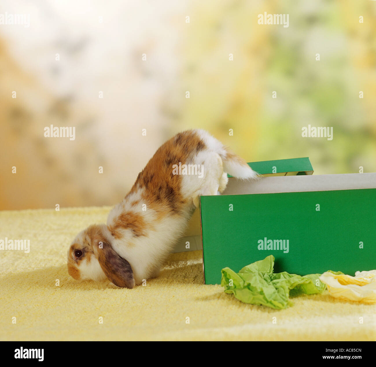 young pygmy rabbit - jumping out of carton Stock Photo - Alamy