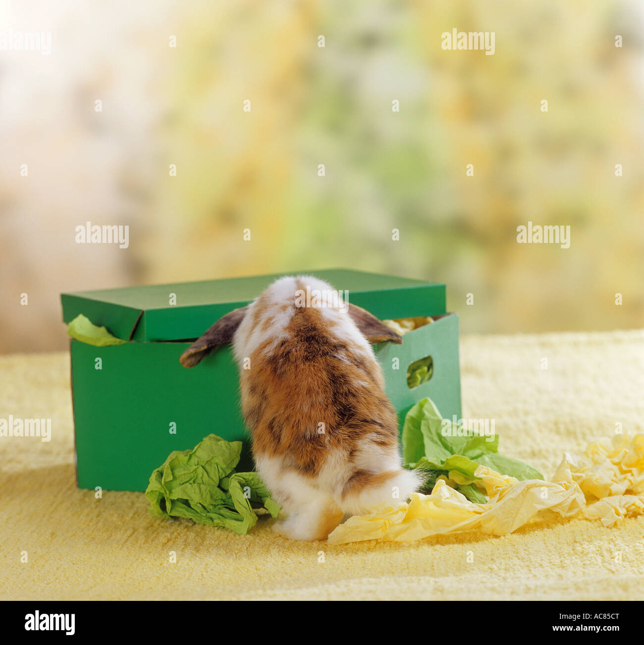Rabbit dig hi-res stock photography and images - Alamy