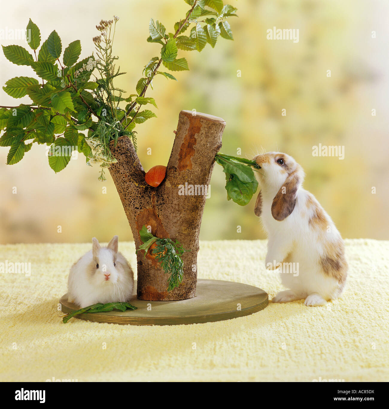 two pygmy rabbits - at tree with food Stock Photo - Alamy