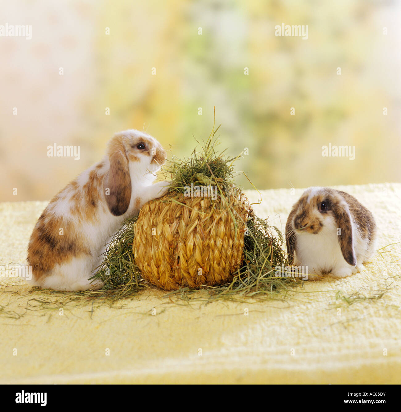 two pygmy rabbits - at hayball Stock Photo - Alamy