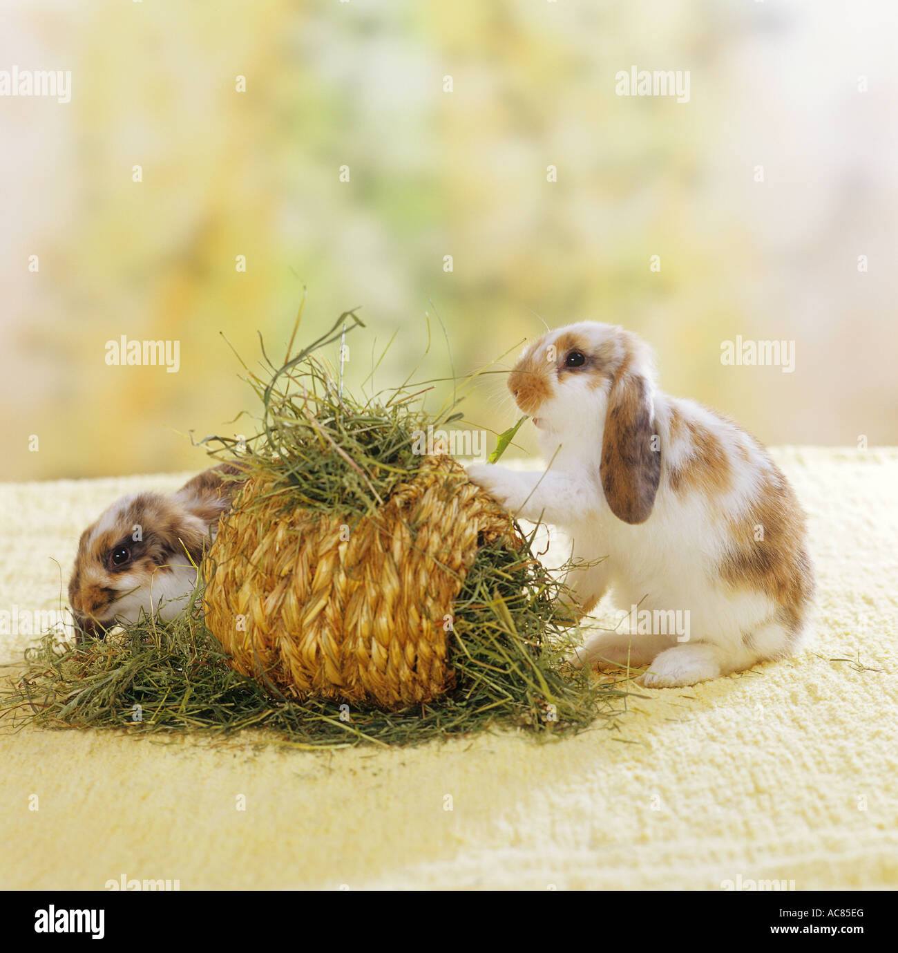 Hayball hi-res stock photography and images - Alamy