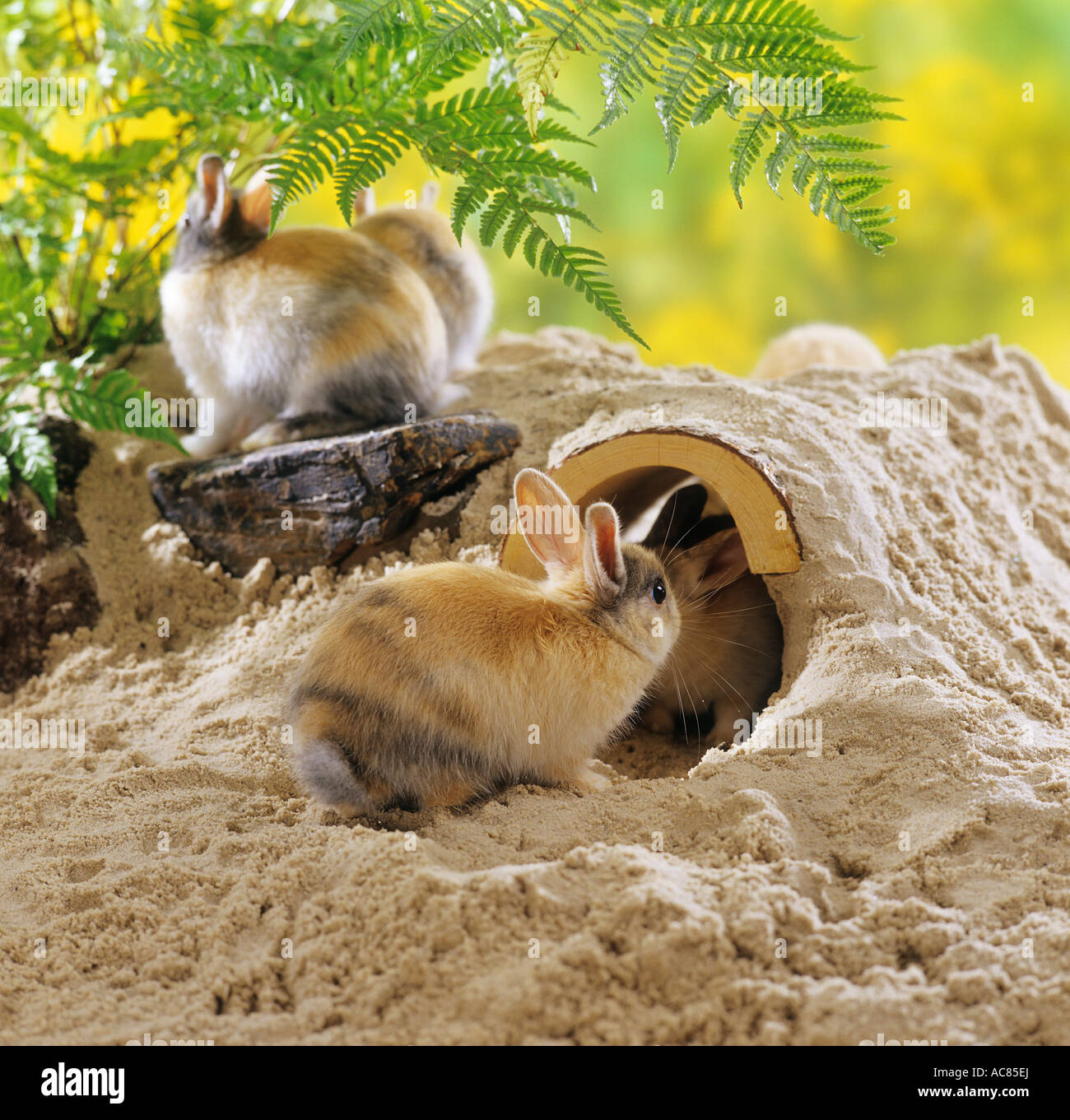 Dwarf rabbits at their adventure playground, a sandhill with hollow ...