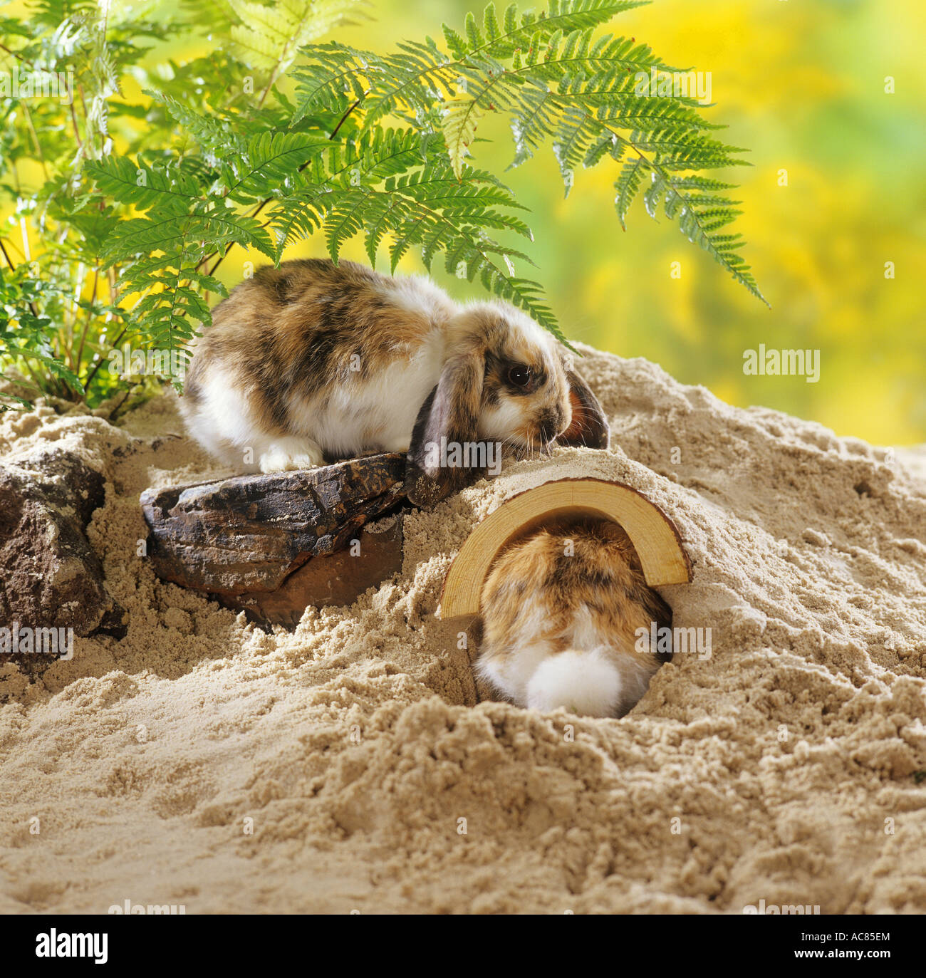 pygmy rabbit - at sandhill Stock Photo - Alamy