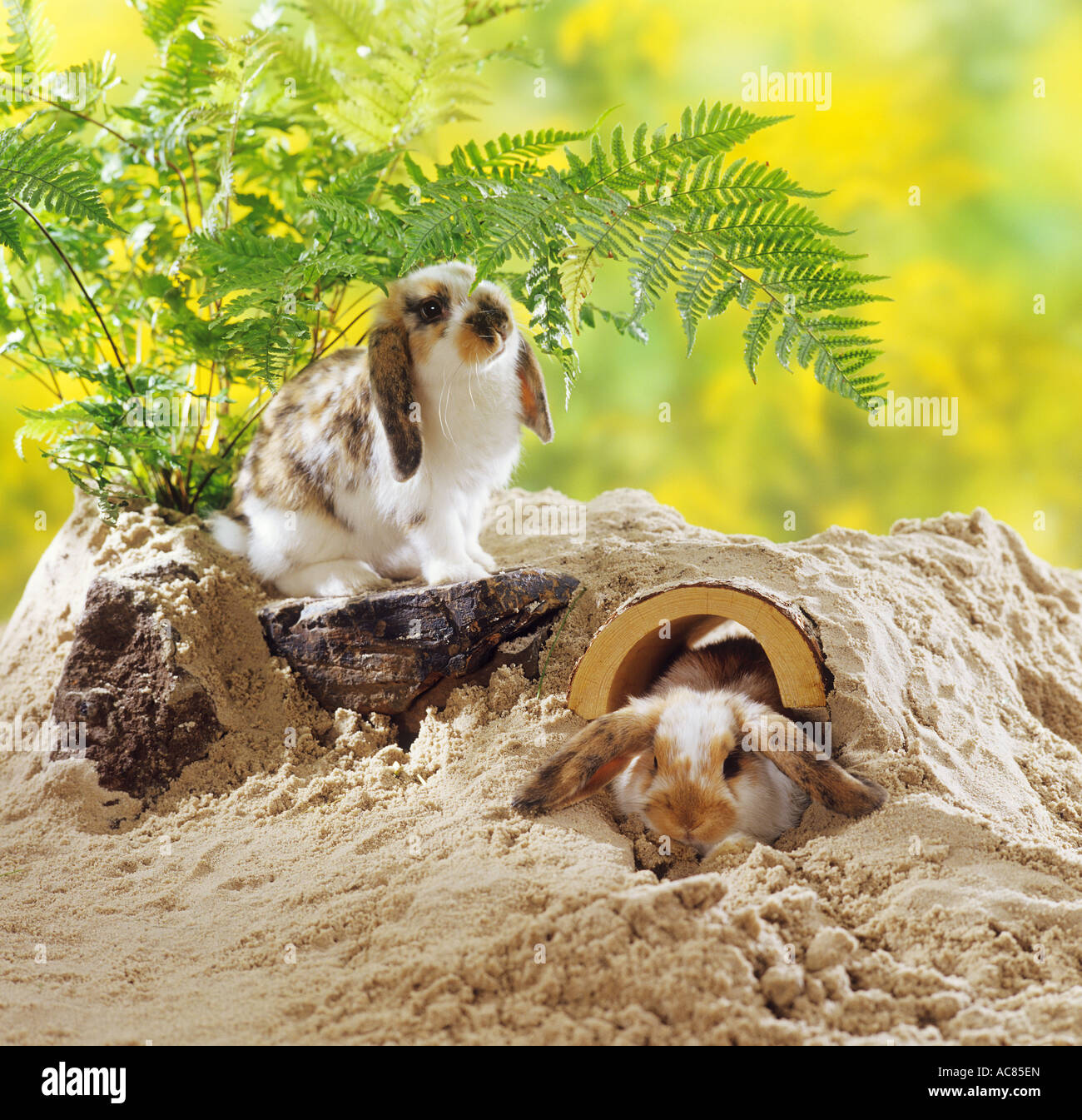pygmy rabbit - at sandhill Stock Photo - Alamy