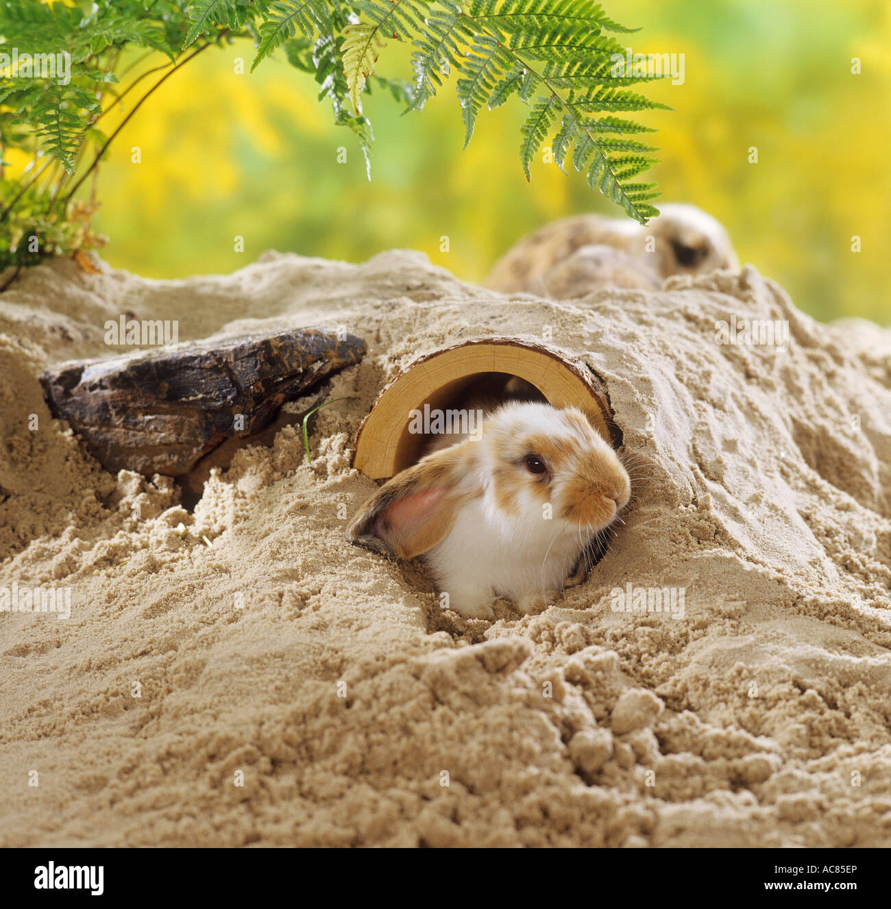 pygmy rabbit - at sandhill Stock Photo - Alamy