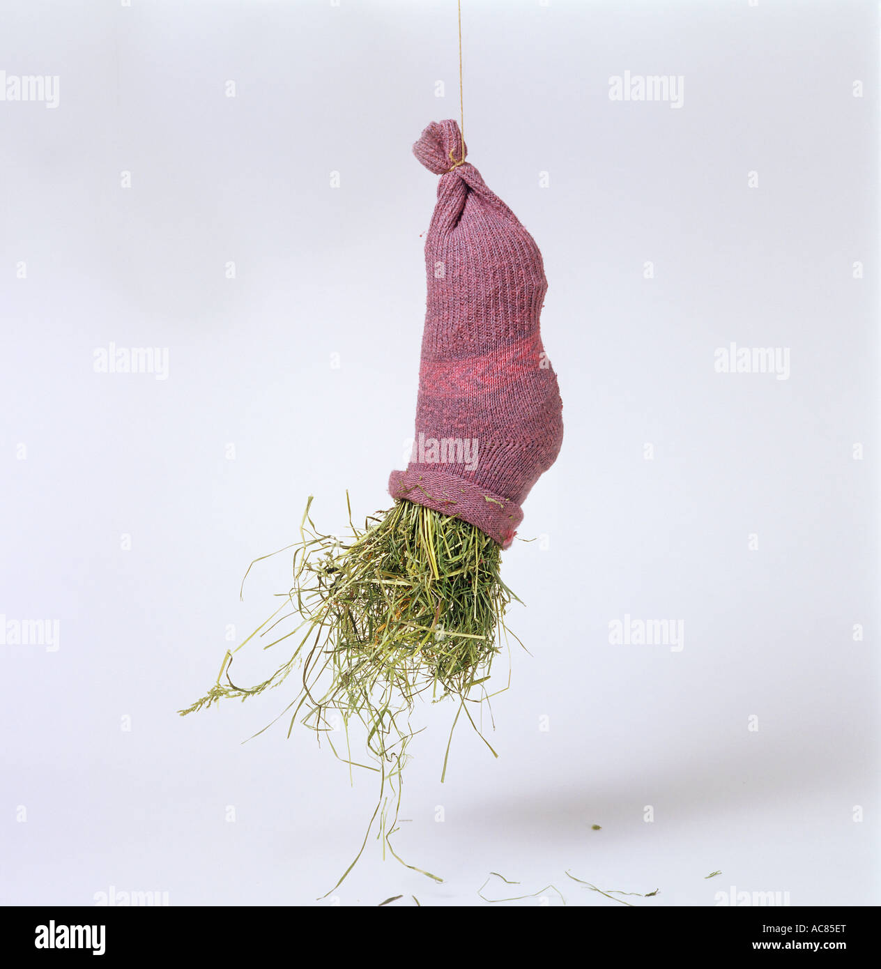 sock filled with hay for rabbits Stock Photo - Alamy