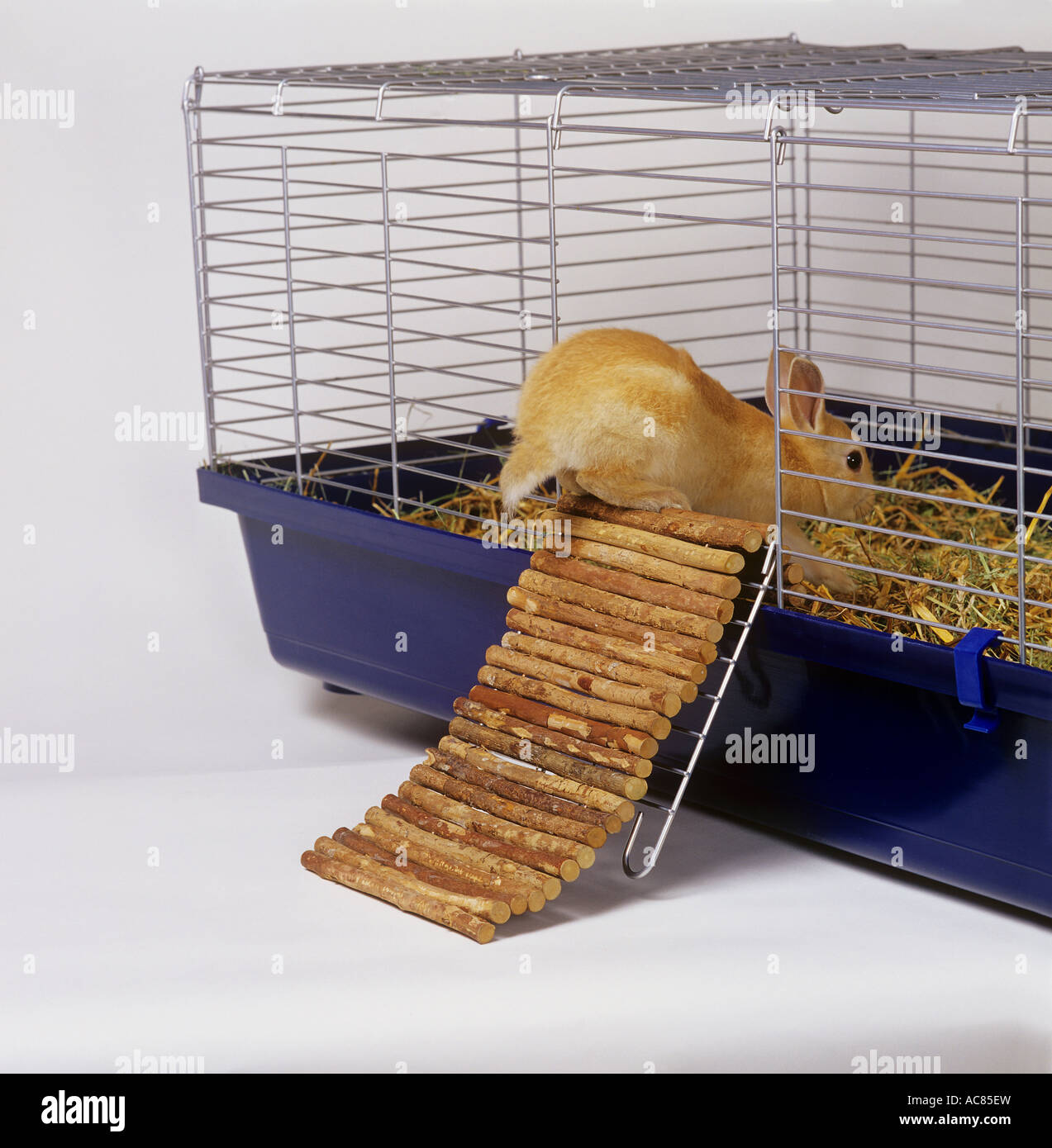 Stairs In Rabbit Cage at Jo Diggs blog