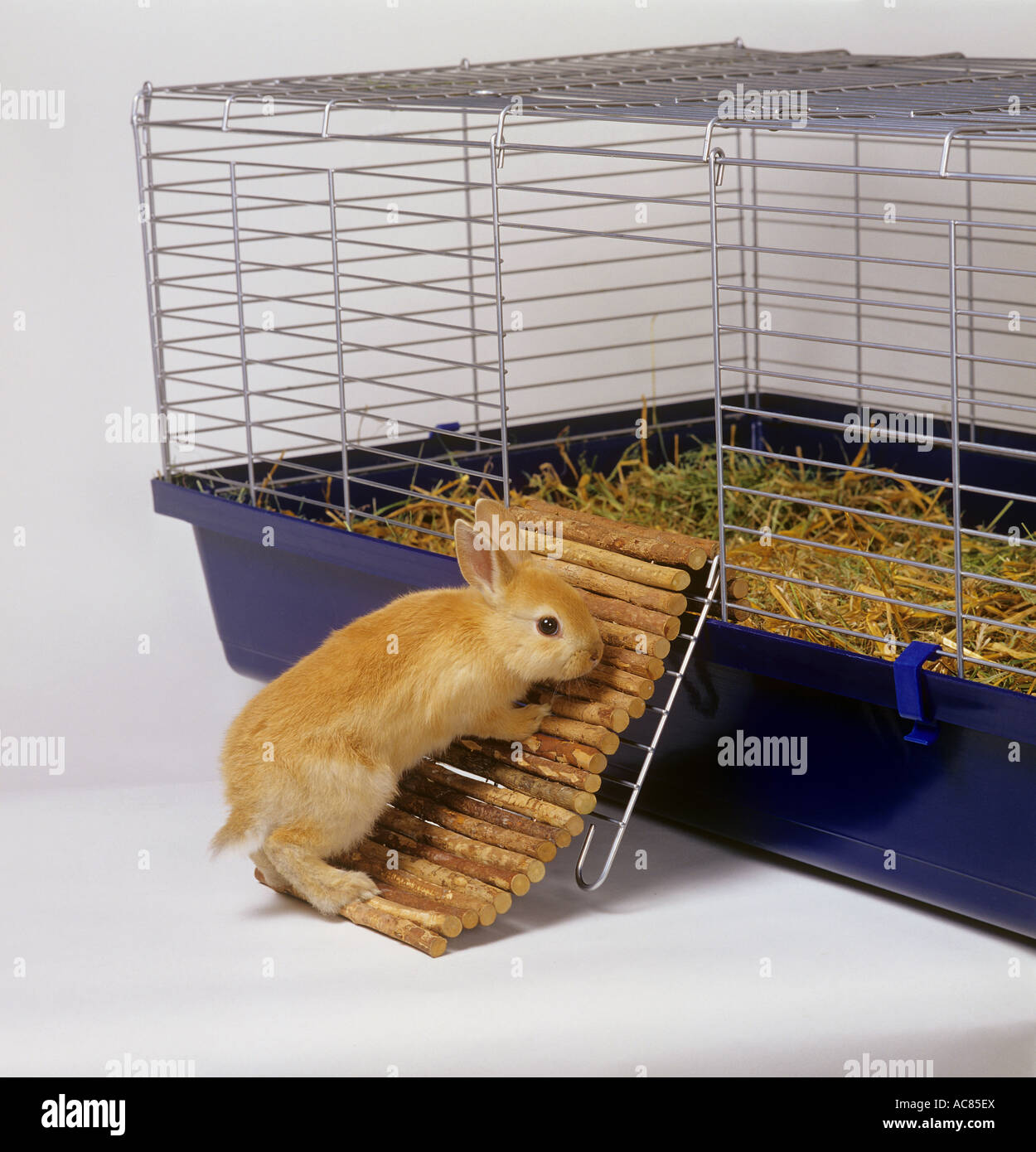 young pygmy rabbit - on wooden stair at cage Stock Photo - Alamy