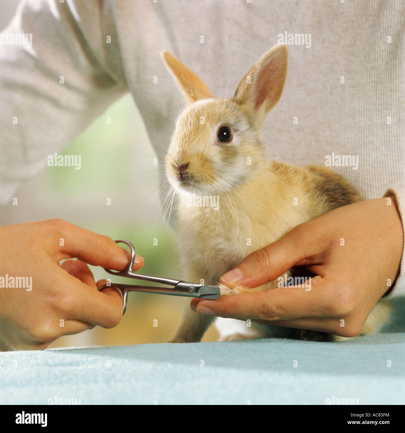 pygmy rabbit care : trimming its claws Stock Photo - Alamy