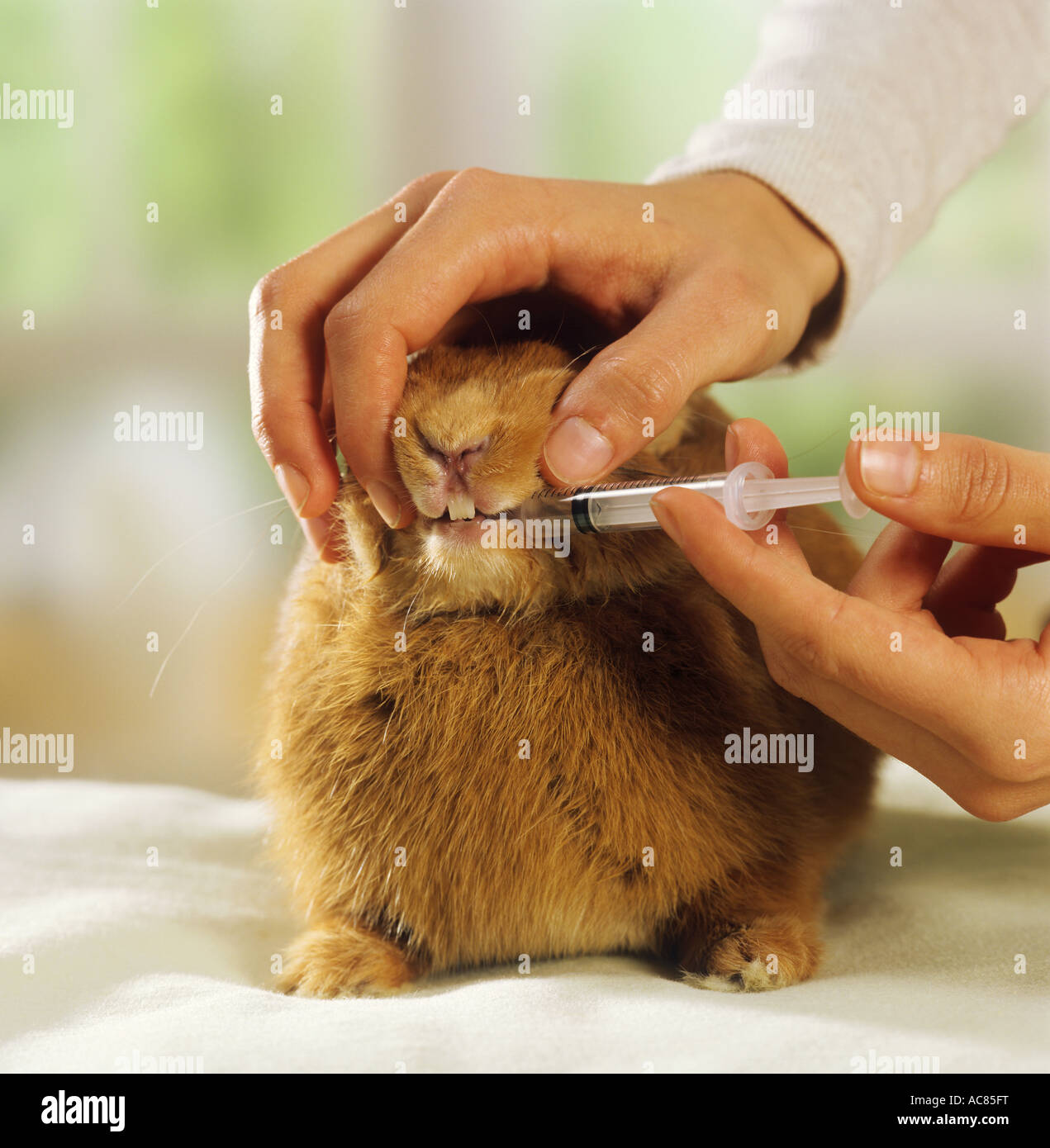 pygmy rabbit - getting medicine Stock Photo - Alamy