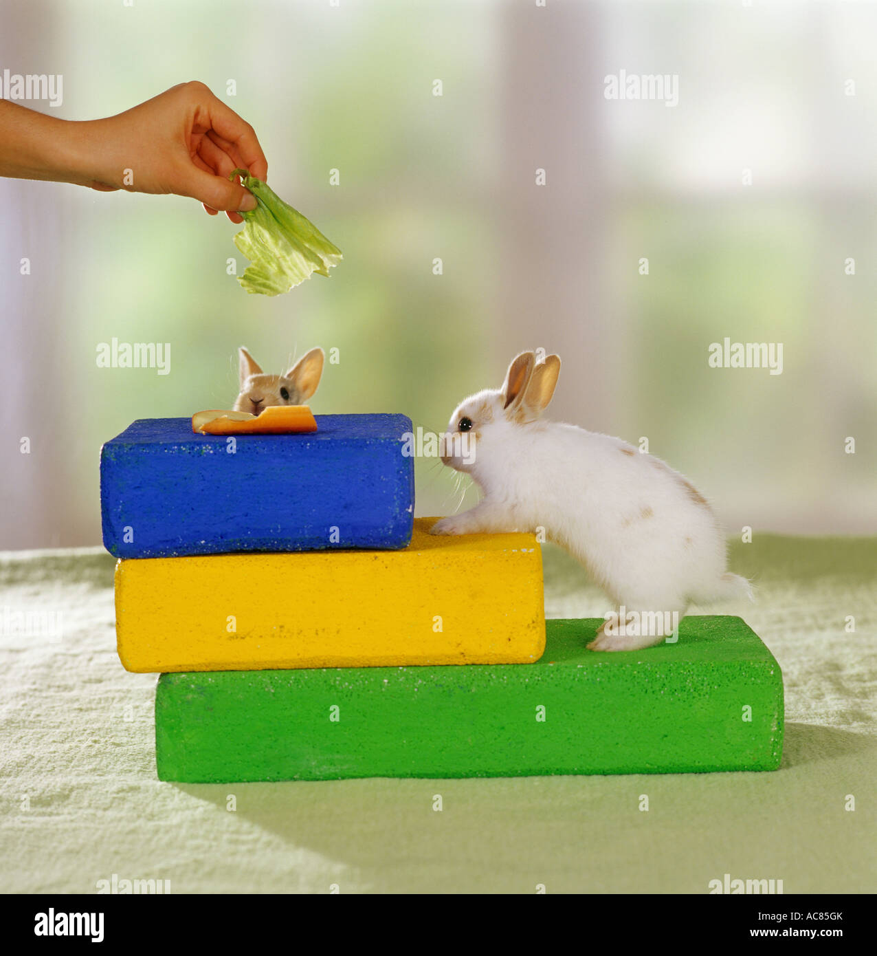 pygmy rabbit - going upstairs Stock Photo - Alamy