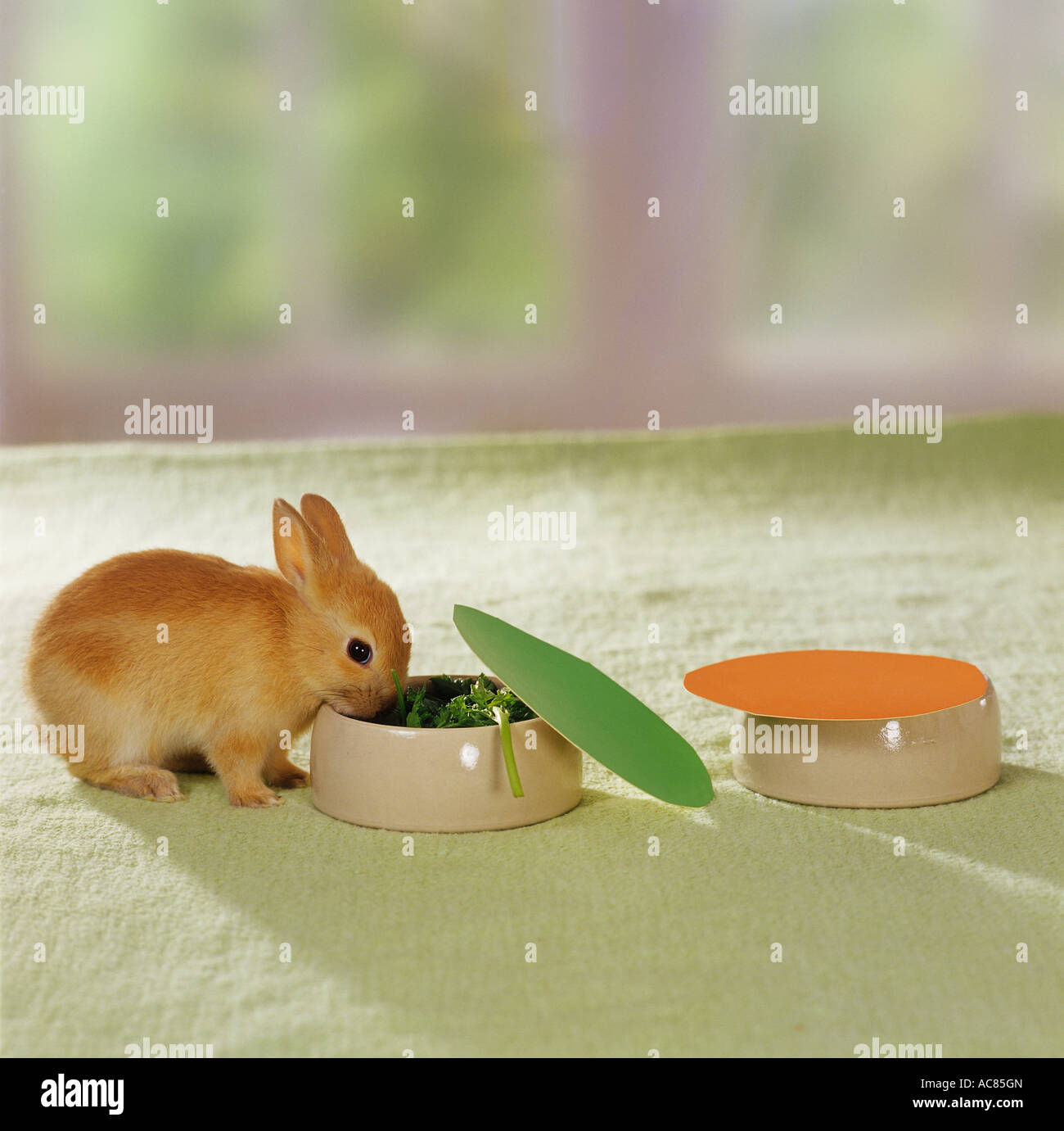 pygmy rabbit - intelligence test : under which colour lying the treat ...