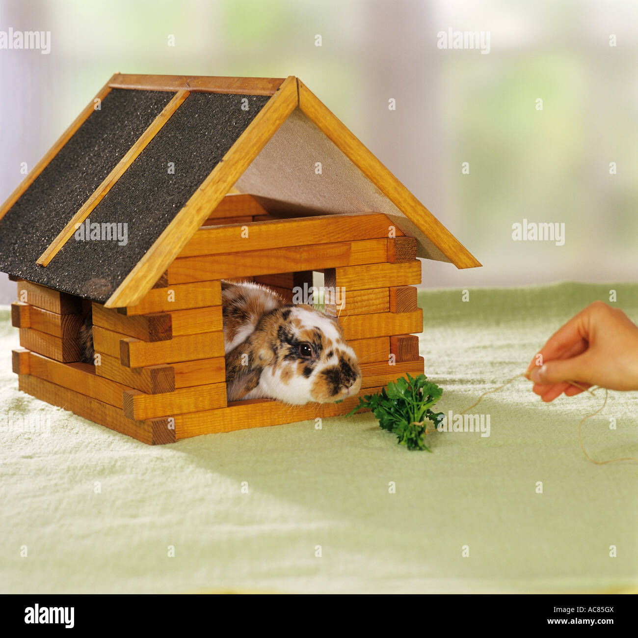 dwarf rabbit in house - with parsley Stock Photo - Alamy