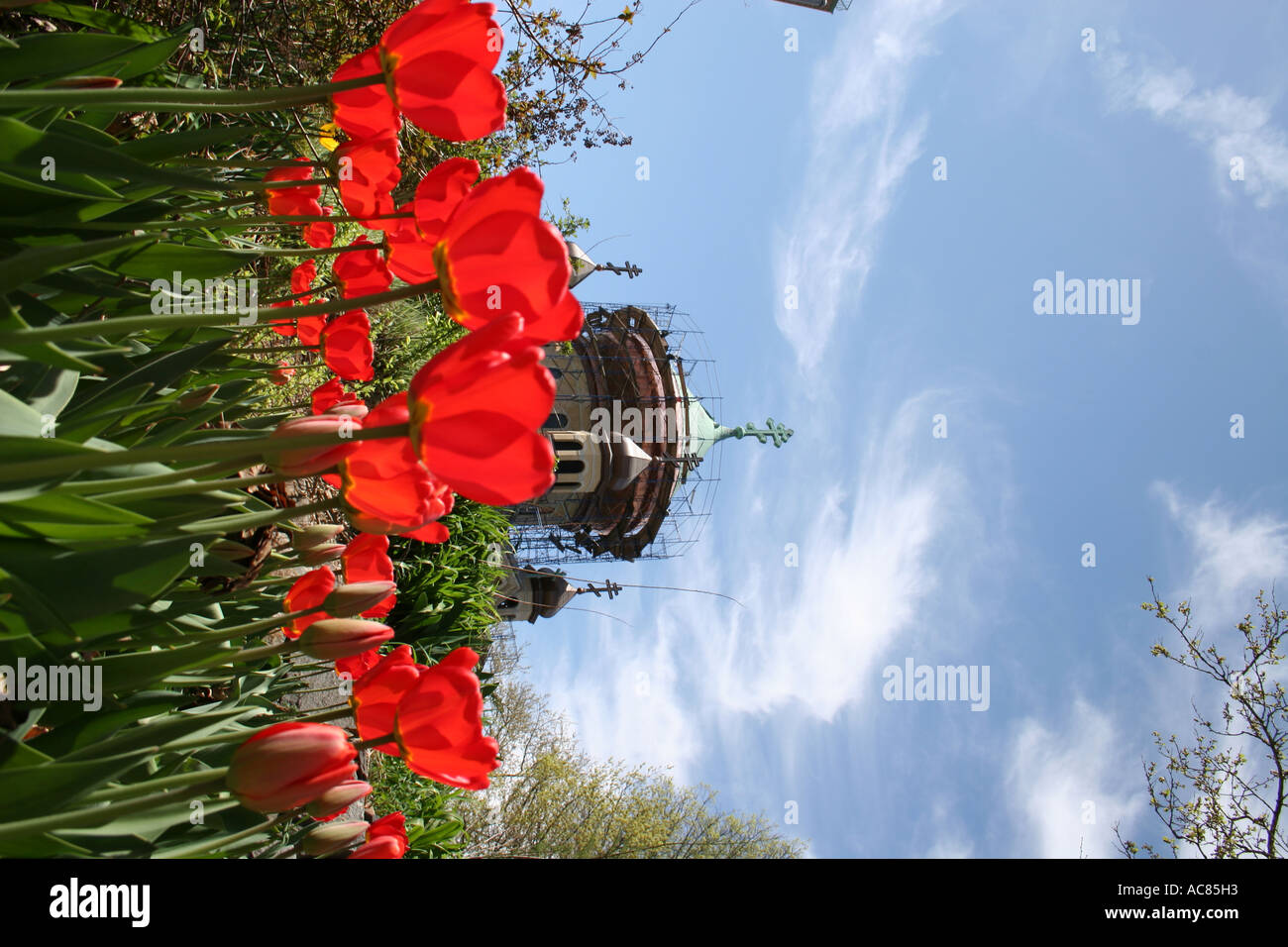 Worms eye view, low angle of red tulips,bloom blossom blue brooklyn ...