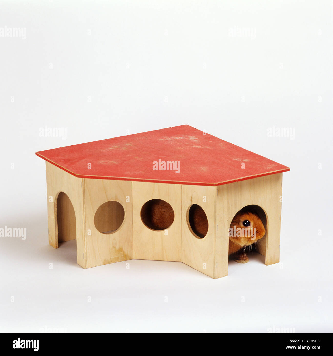 rabbit in small house Stock Photo - Alamy