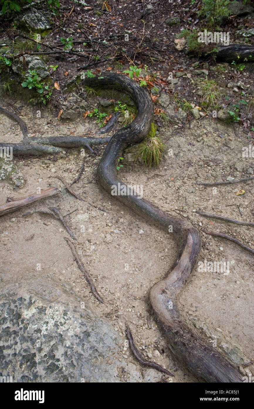 Up grown roots, roots of tree, vine, grass green ground grow growth ...