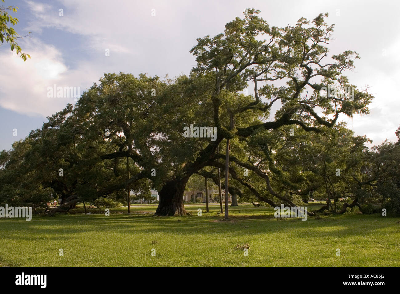 Spanish Oak Tree, branch clouds day destination forest grass green ...