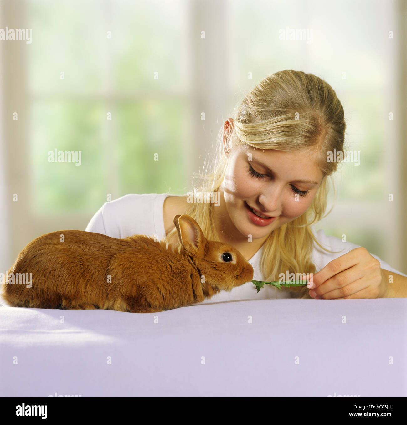 Girl pygmy rabbit hi-res stock photography and images - Alamy