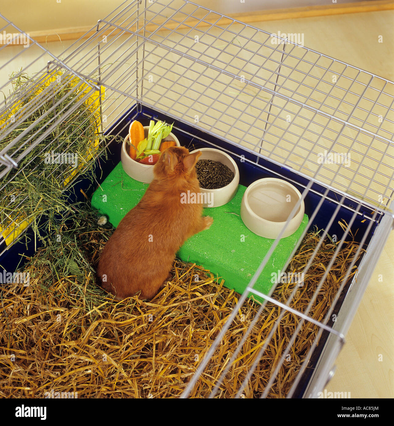 pygmy rabbit in cage Stock Photo - Alamy