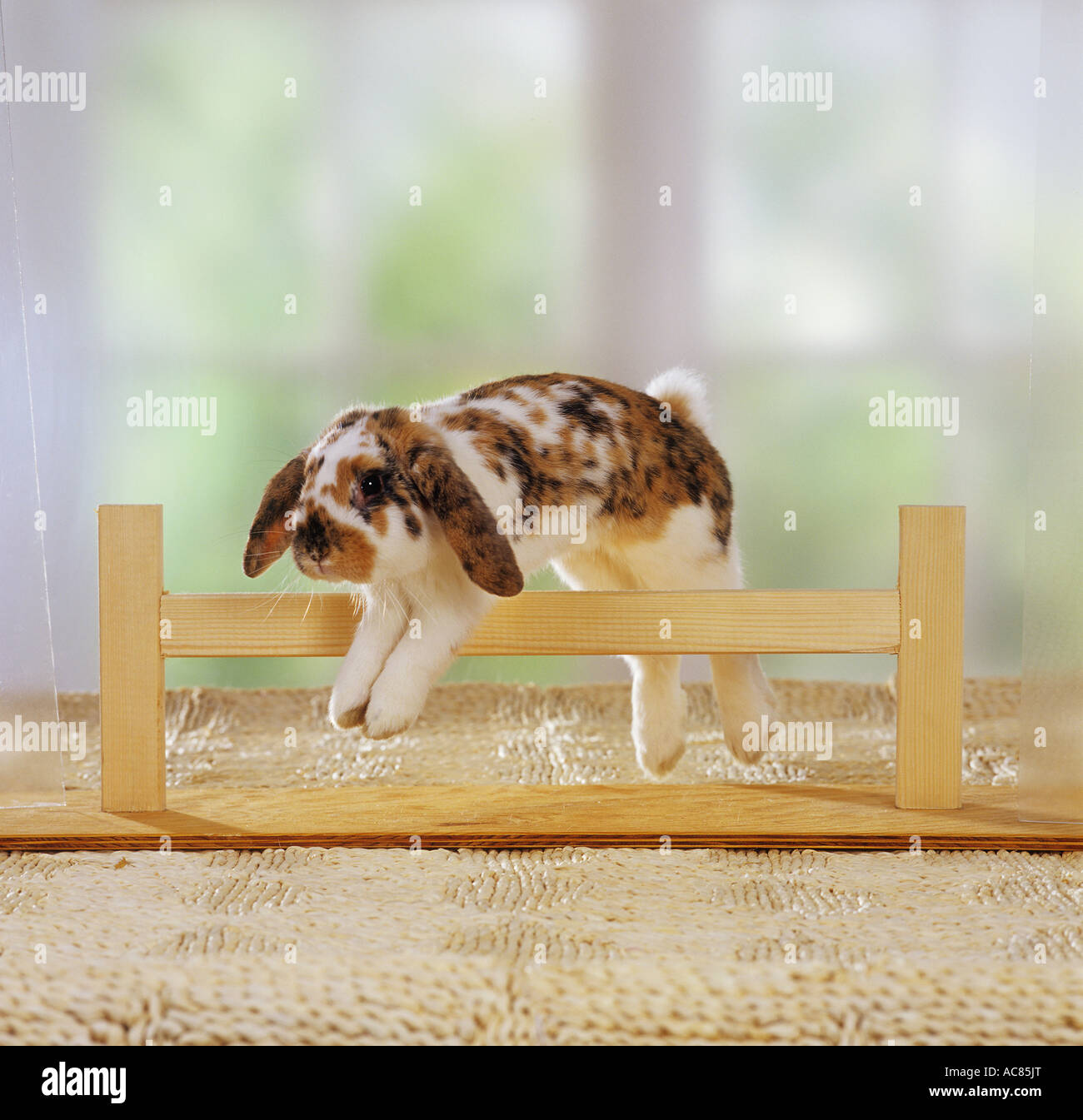 Hurdle hop hi-res stock photography and images - Alamy