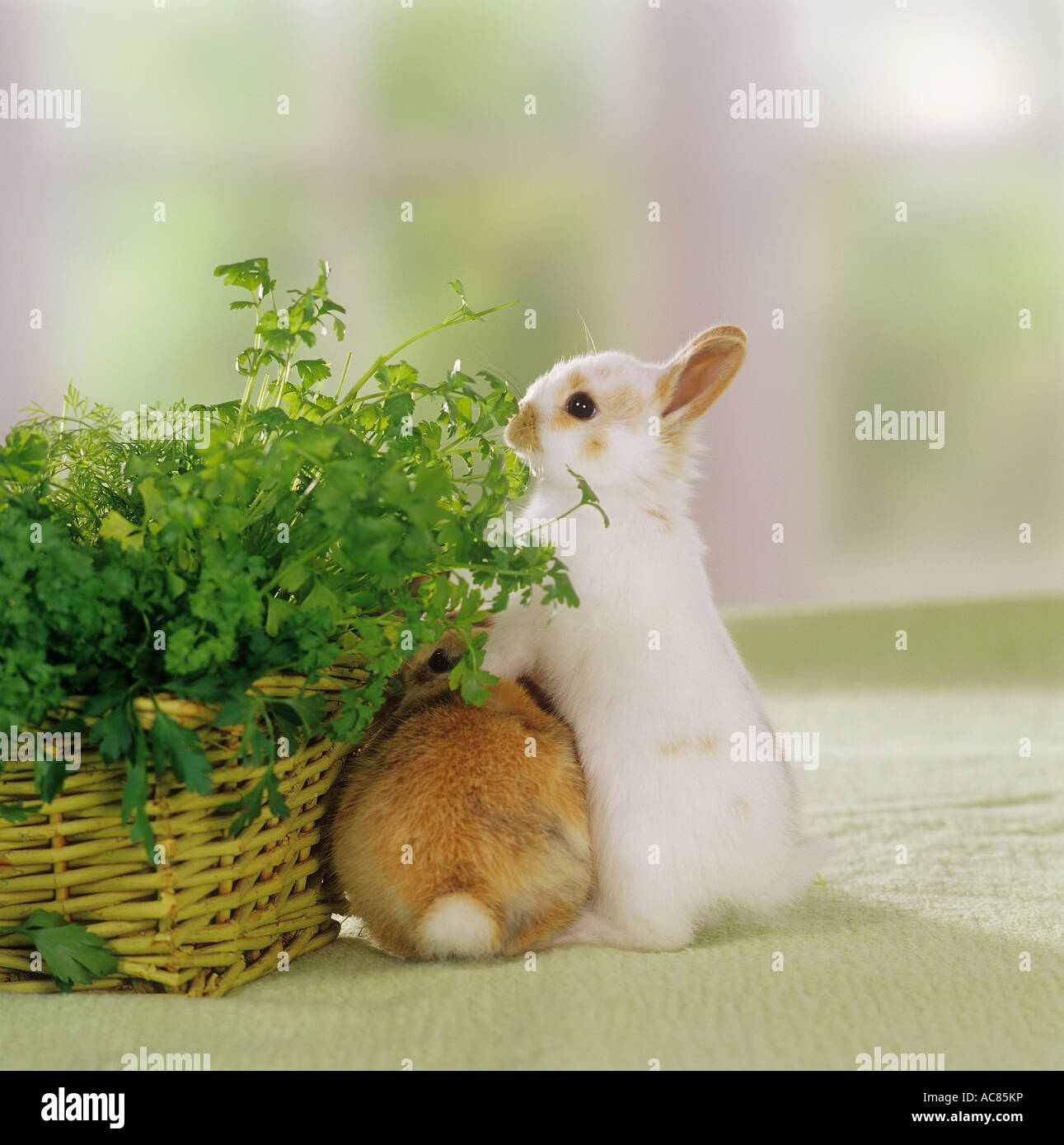 pygmy rabbit - at parsley Stock Photo - Alamy