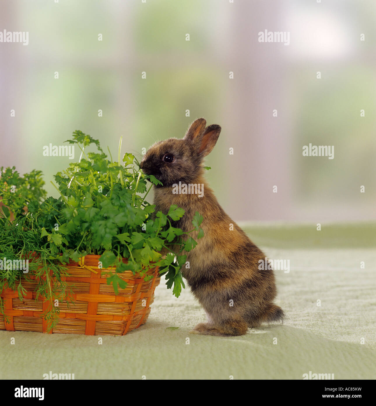 pygmy rabbit - at parsley Stock Photo - Alamy