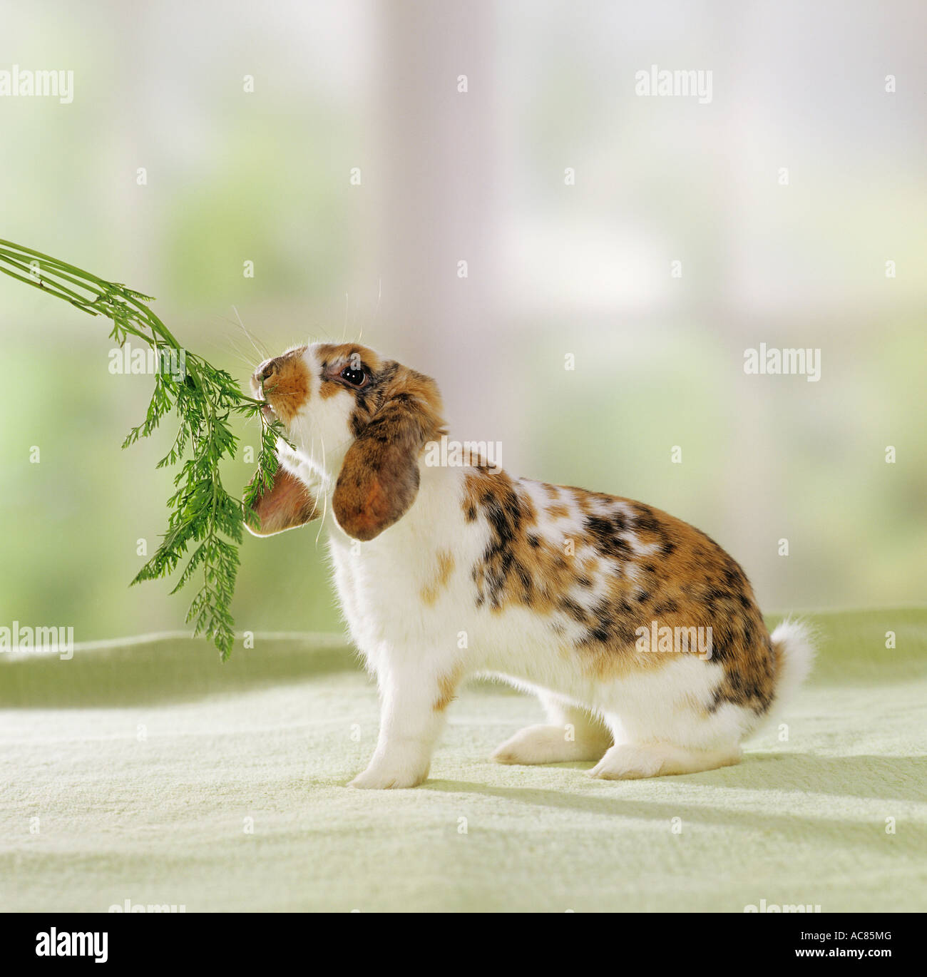 Inside loop hi-res stock photography and images - Alamy