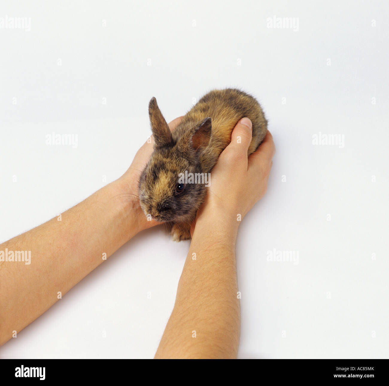 young pygmy rabbit - being held Stock Photo - Alamy