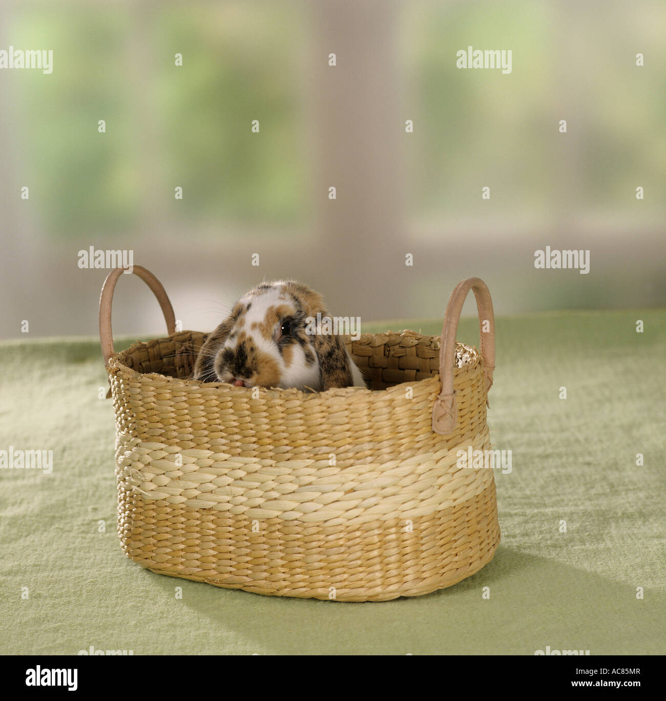 Dwarf Rabbit. Mini Loop in a basket. A safe way to carry a dwarf ...