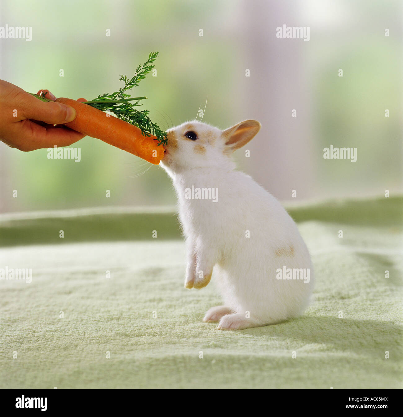 pygmy rabbit - munching carrot out of hand Stock Photo - Alamy