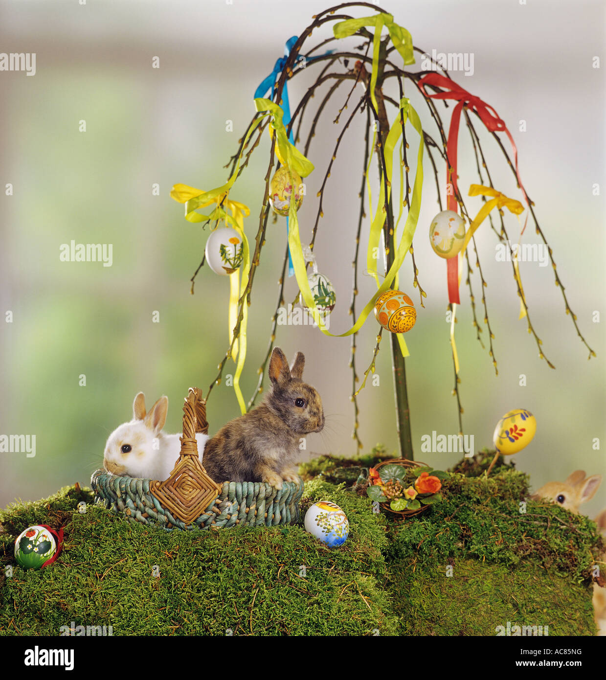two pygmy rabbits - in basket with Easter eggs Stock Photo - Alamy
