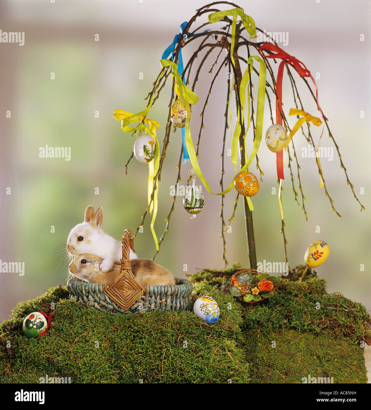 Easter bunny : two pygmy rabbits - in basket with Easter eggs Stock ...