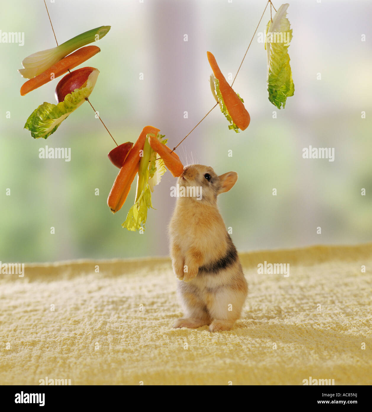 Variety : pygmy rabbit - at cord with food Stock Photo - Alamy