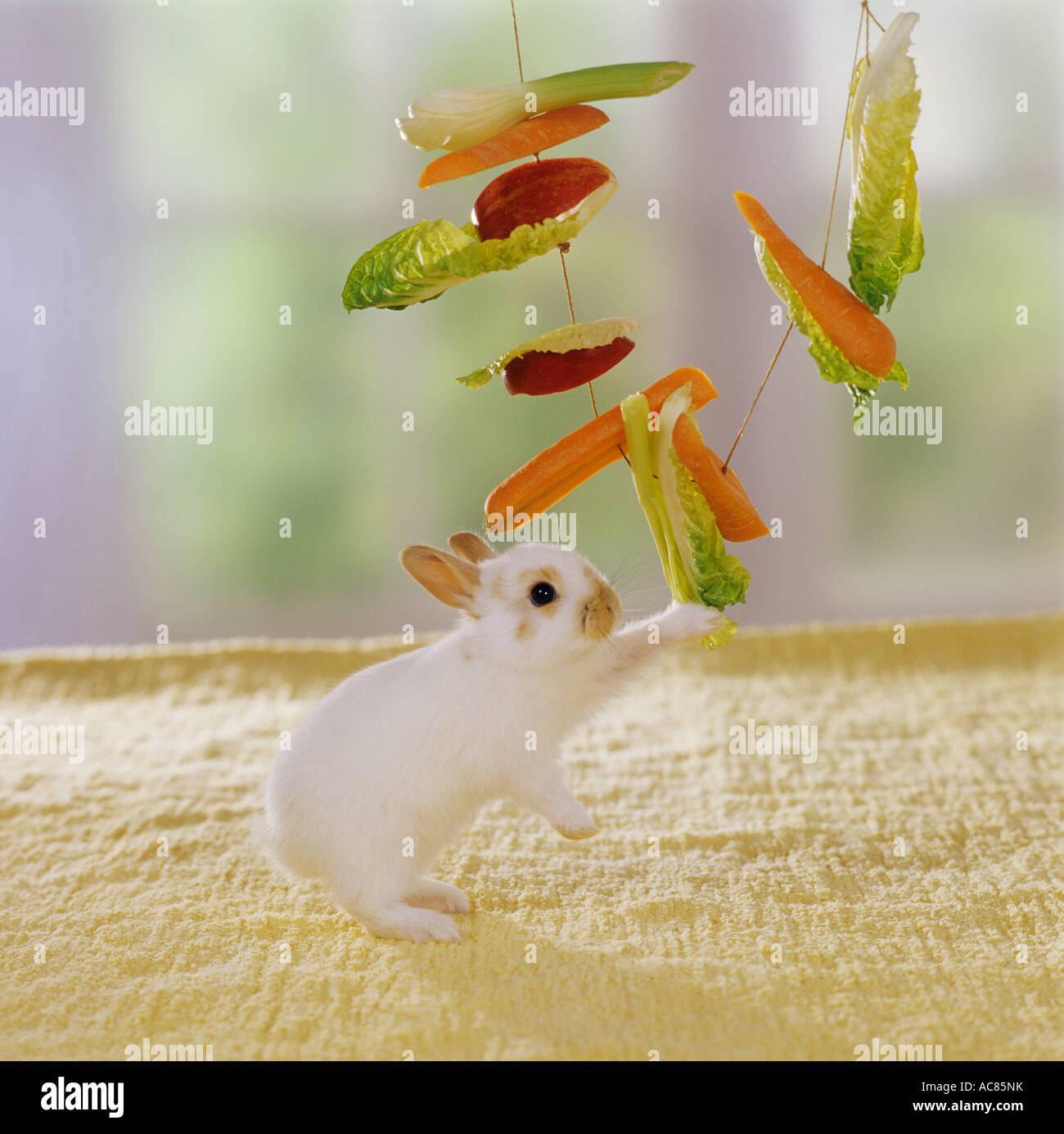 Variety : pygmy rabbit - at cord with food Stock Photo - Alamy