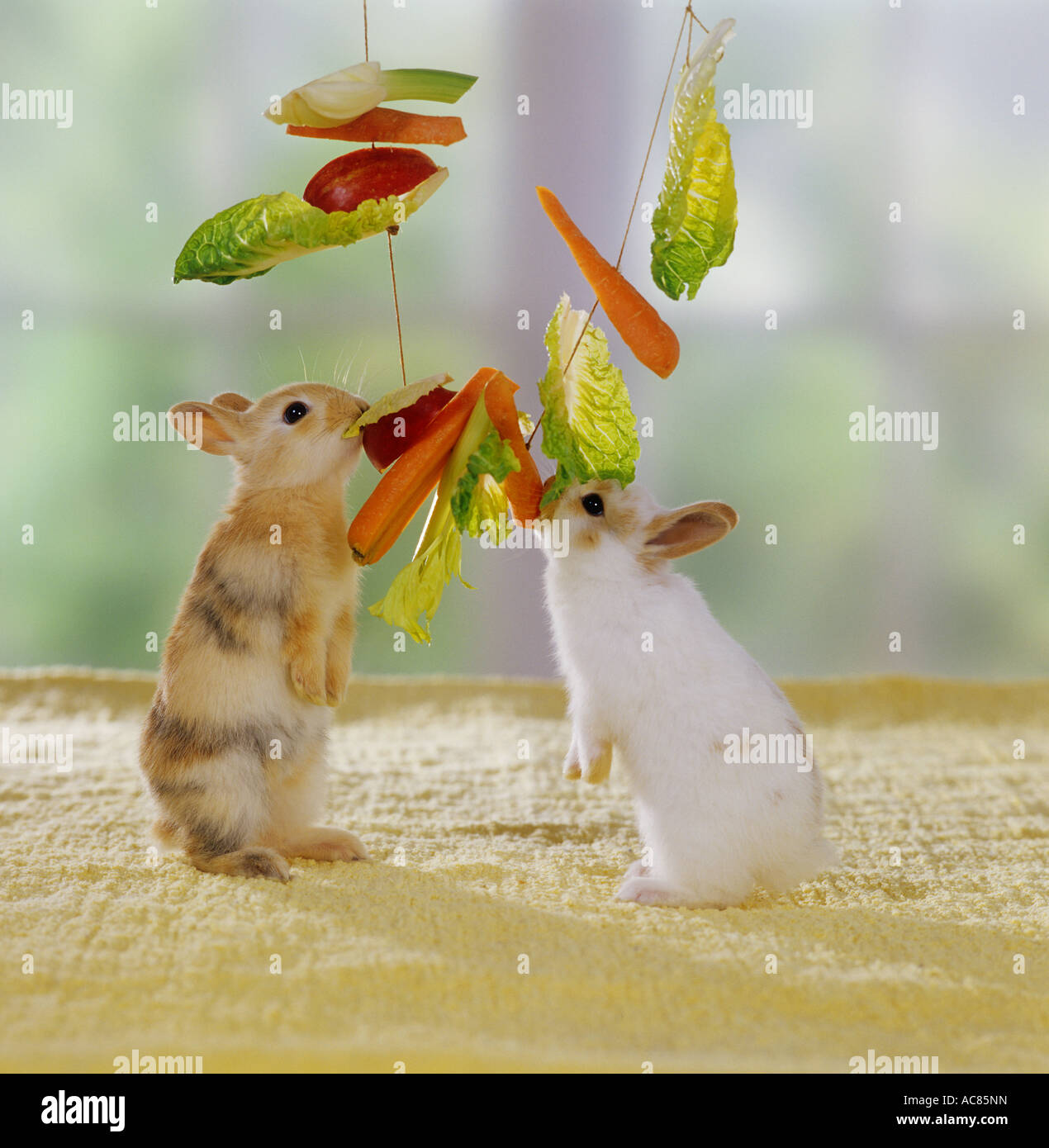 Variety : two pygmy rabbits - at cord with food Stock Photo - Alamy
