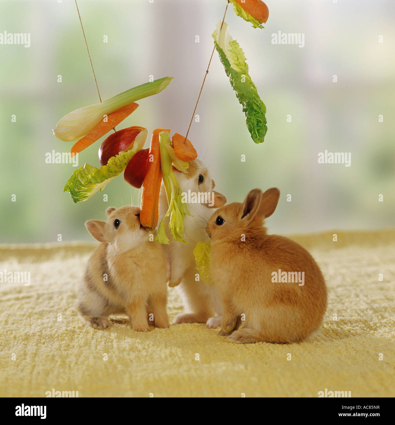 three pygmy rabbits - at cord with food Stock Photo - Alamy
