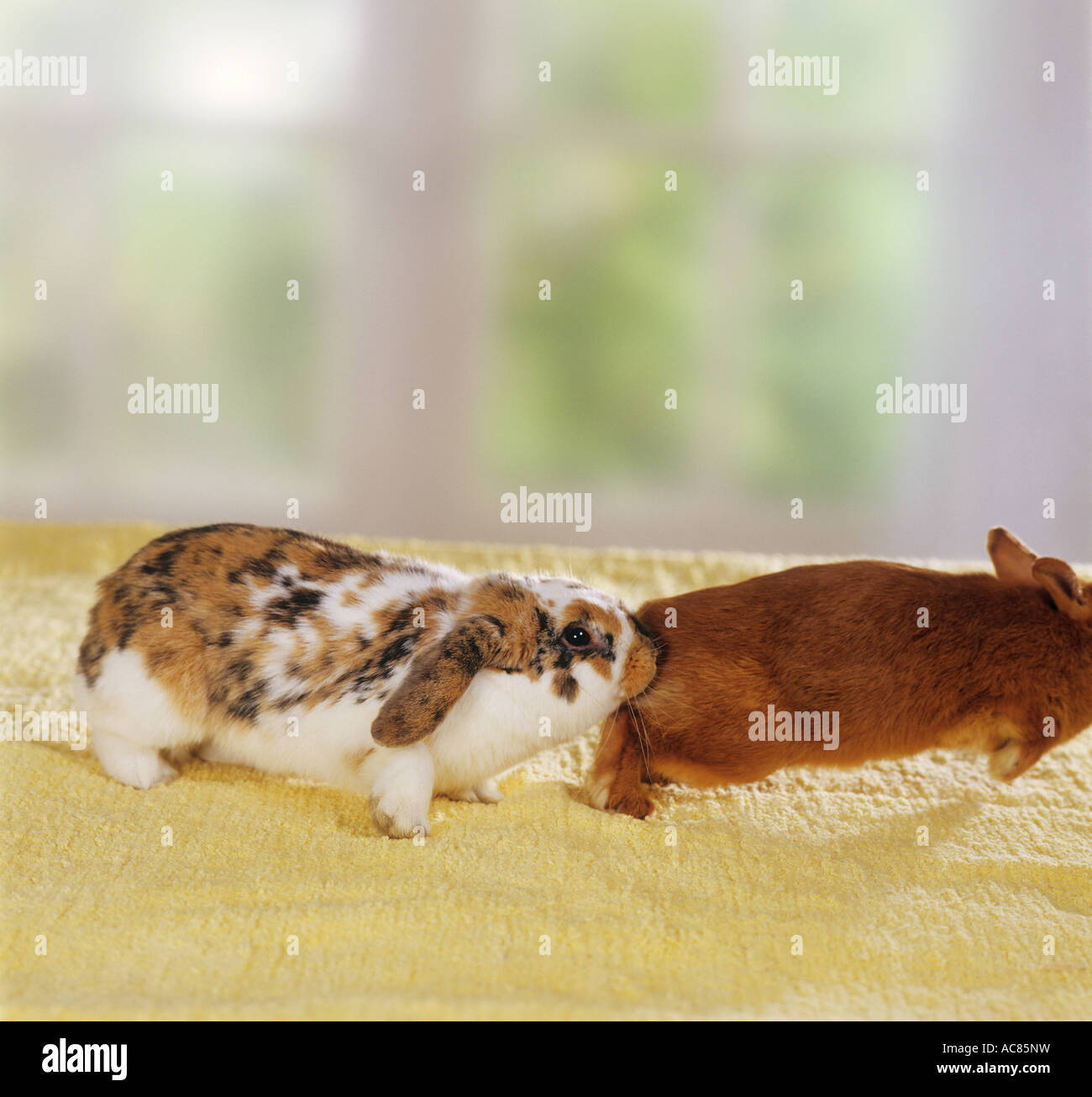 older pygmy rabbit winning - biting hind quarters of the other rabbit ...