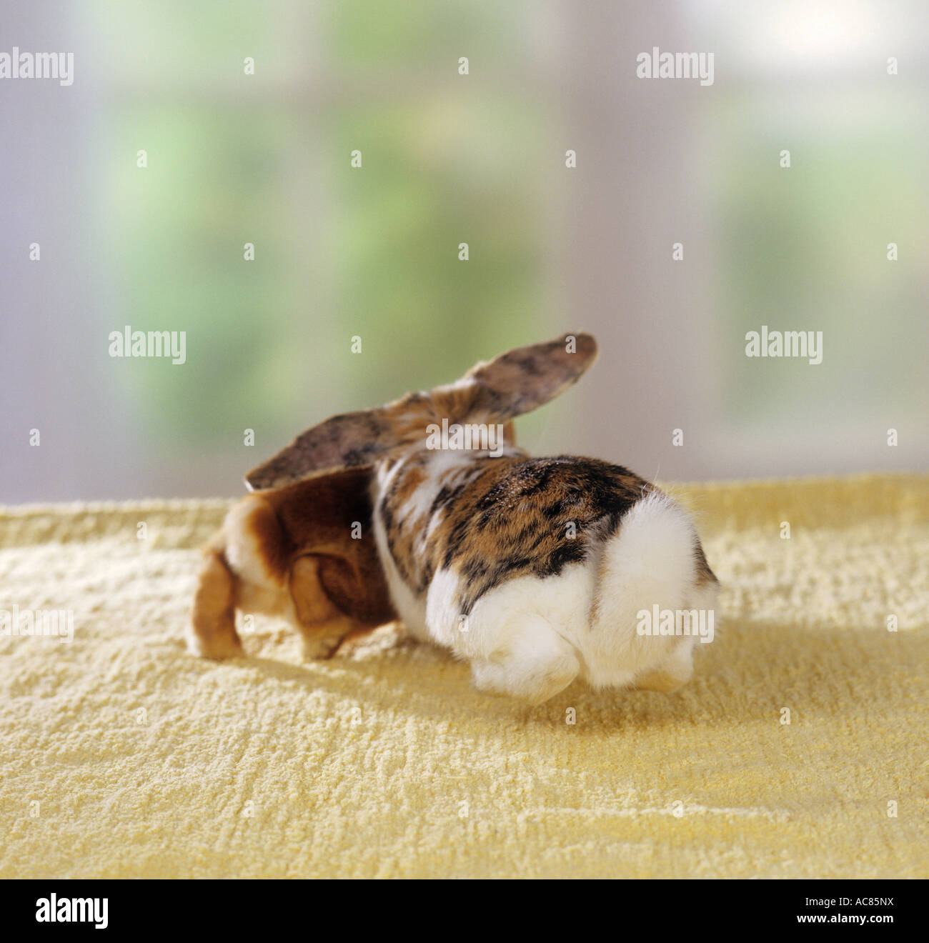 Bunny Rabbit Running High Resolution Stock Photography and Images - Alamy