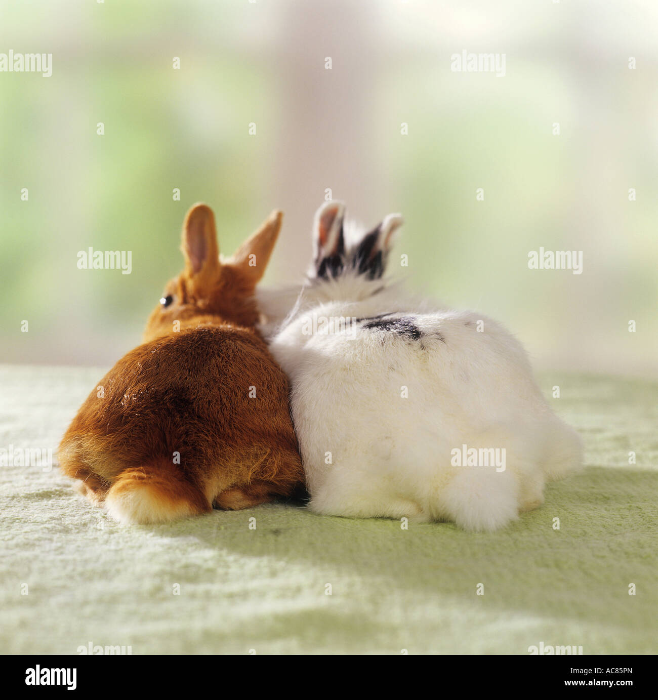 behaviour : two pygmy rabbits - cuddling Stock Photo - Alamy